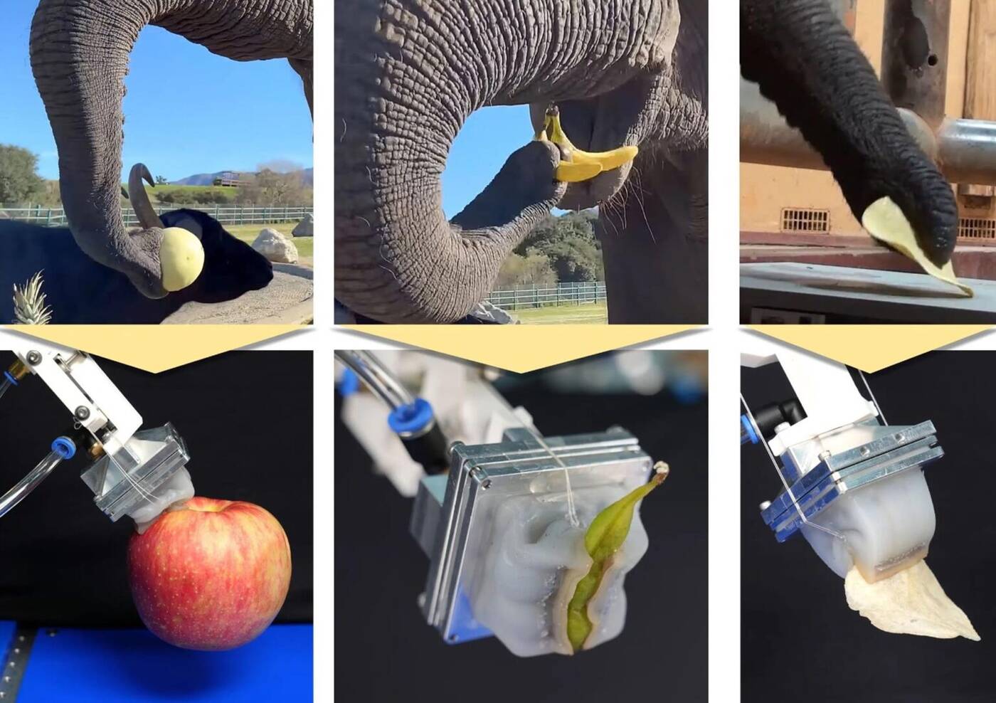 Oto robotyczny chwytak inspirowany trąbą słonia. Ma więcej sensu niż ...